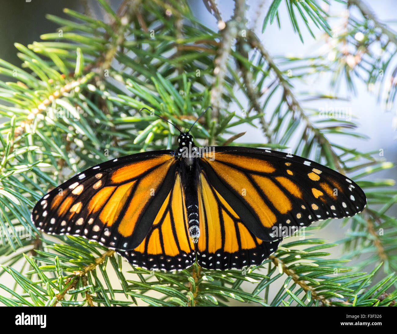 A monarch butterfly is perched on a pine tree Stock Photo - Alamy