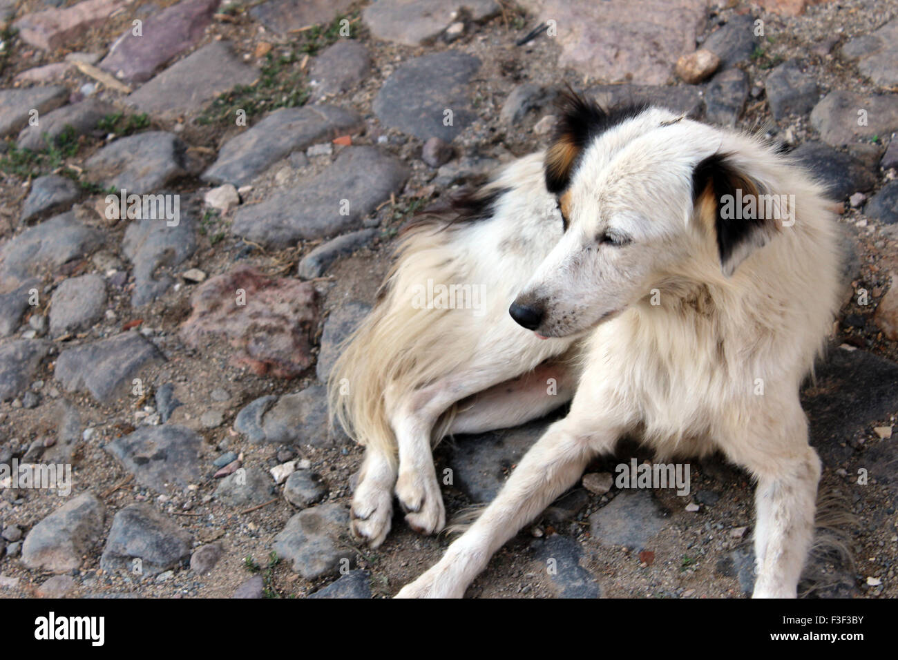 White hair stray dog outside in Istanbul Stock Photo - Alamy