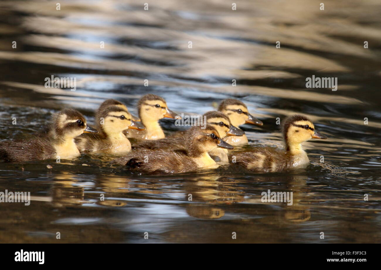 Baby Ducks High Resolution Stock Photography and Images - Alamy