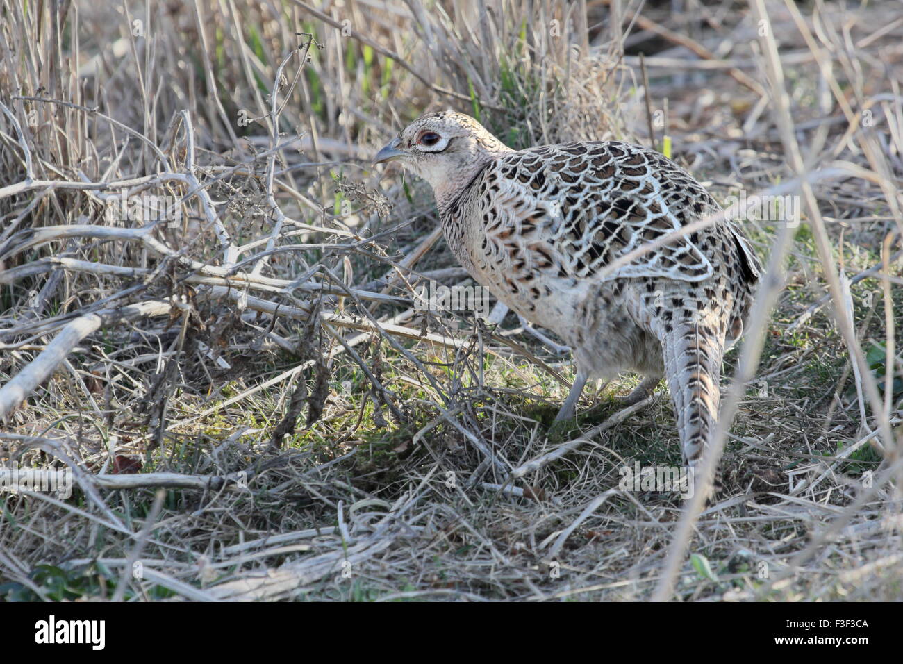 Female ring-necked pheasant in tall grass Stock Photo - Alamy