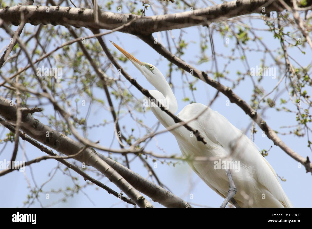 Egret perched in a tree Stock Photo - Alamy