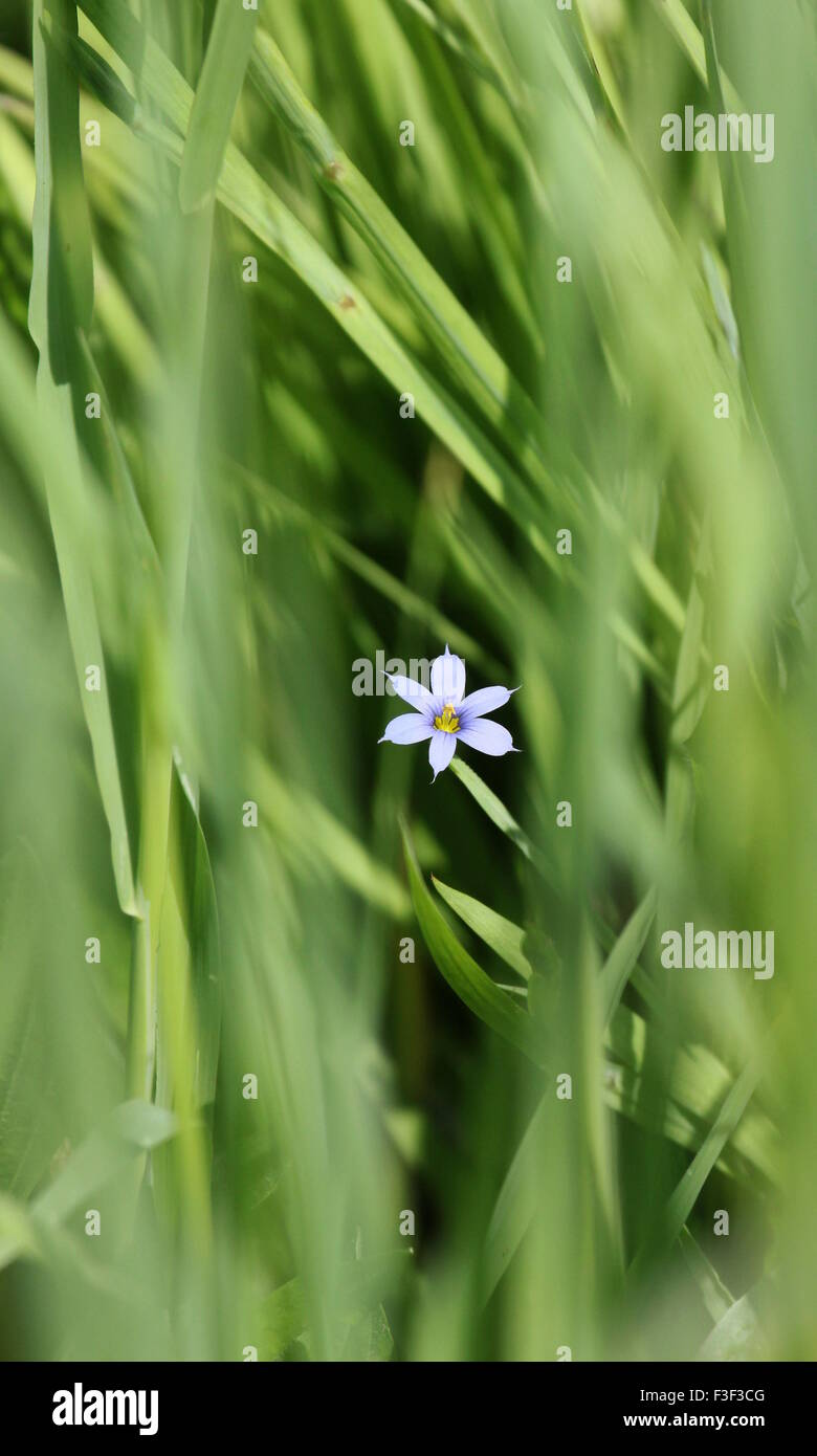 Small flower among tall grass Stock Photo - Alamy