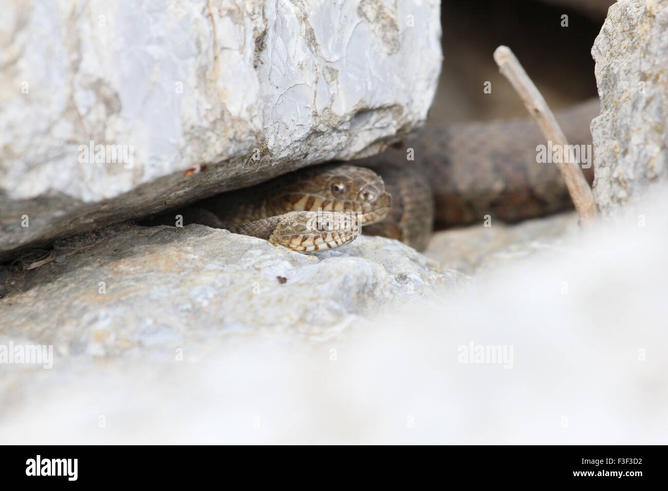 Water snakes hi-res stock photography and images - Alamy