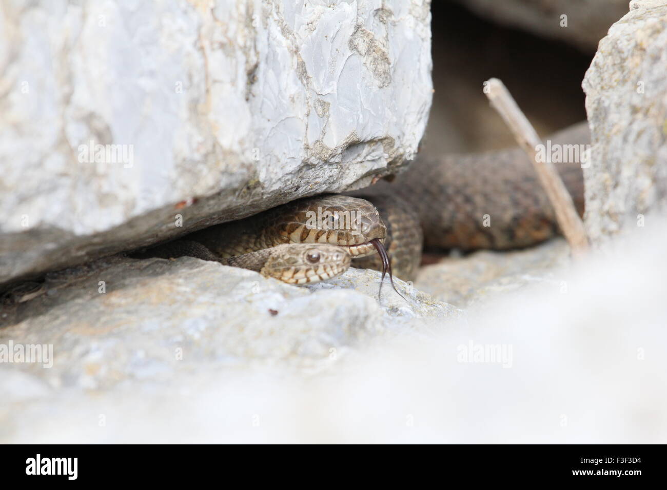Northern water snake nerodia sipedon hi-res stock photography and ...