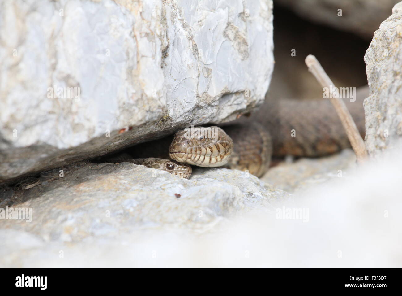 Water snakes hi-res stock photography and images - Alamy