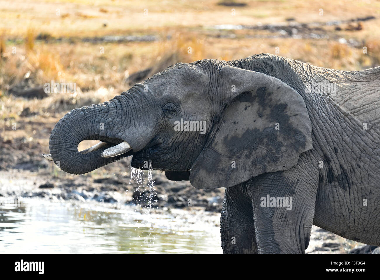 Thirst quencher hi-res stock photography and images - Alamy