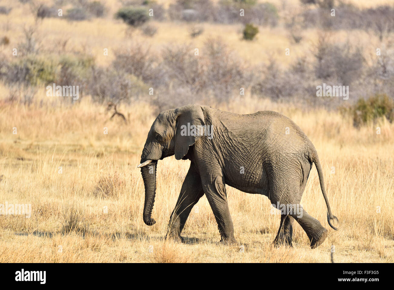 taking a stroll! Stock Photo - Alamy