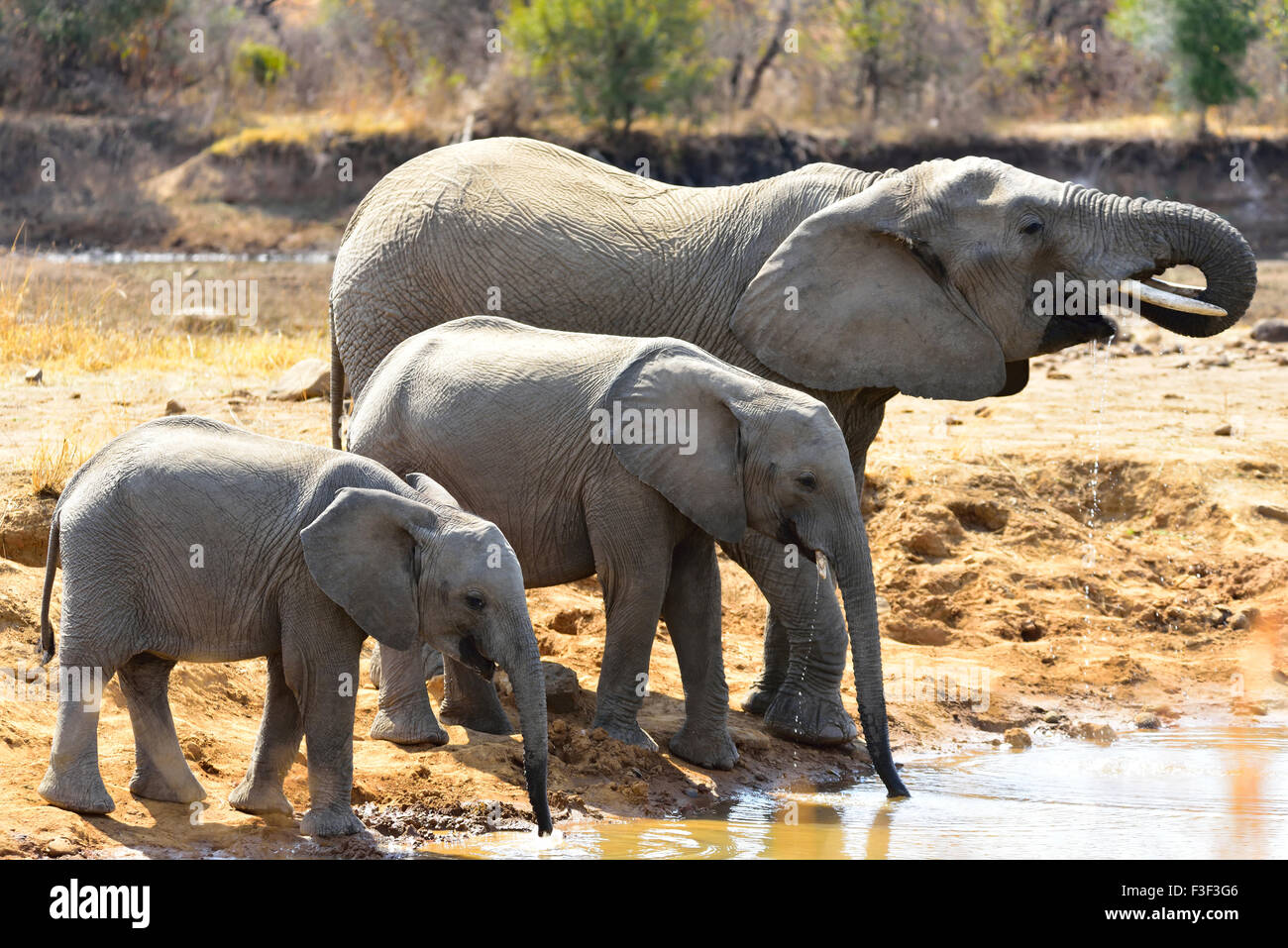 Leading by example! Stock Photo - Alamy