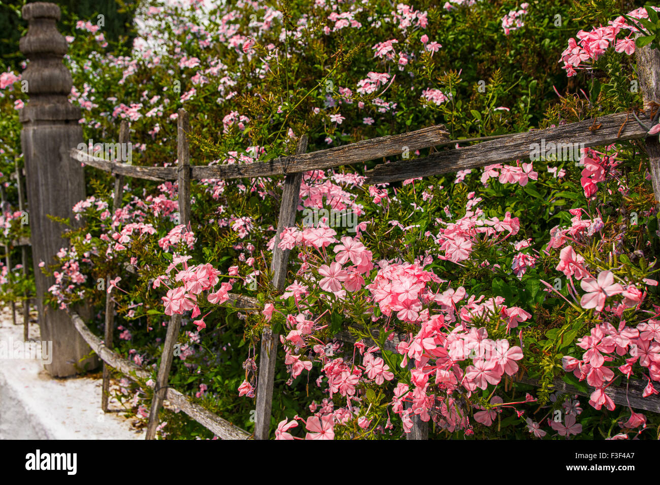 The grounds at Rancho Los Alamitos Historic Ranch and Gardens in the ...