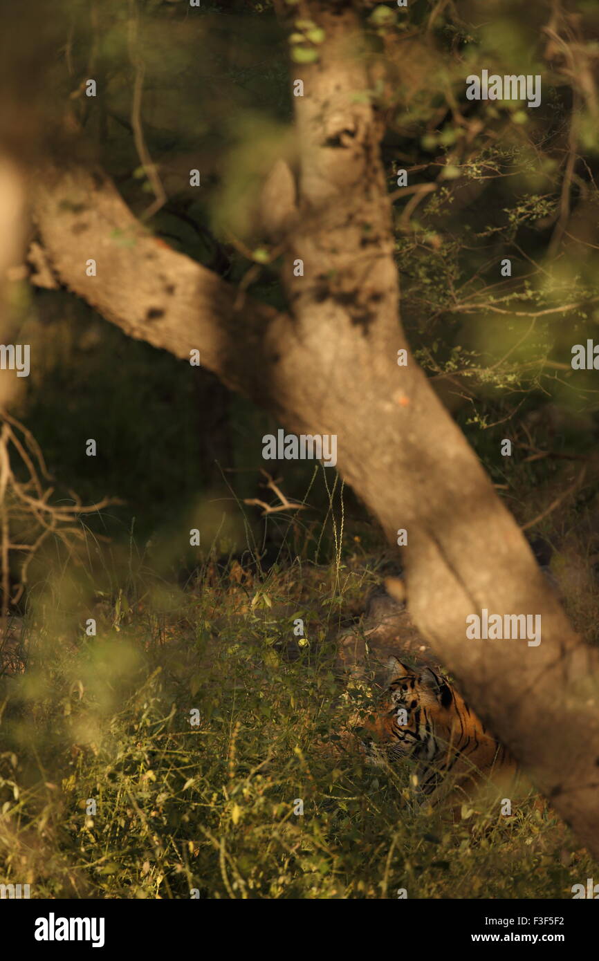 Royal bengal tiger in monsoon High Resolution Stock Photography and ...