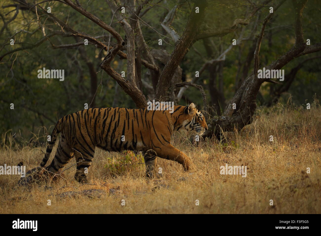 Bengal tiger india hi-res stock photography and images - Alamy