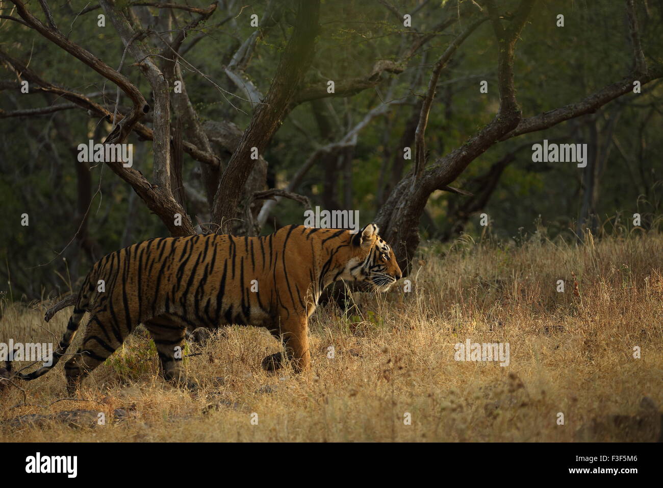 A royal bengal tiger peeps from the forest foliage in Ranthambhore ...