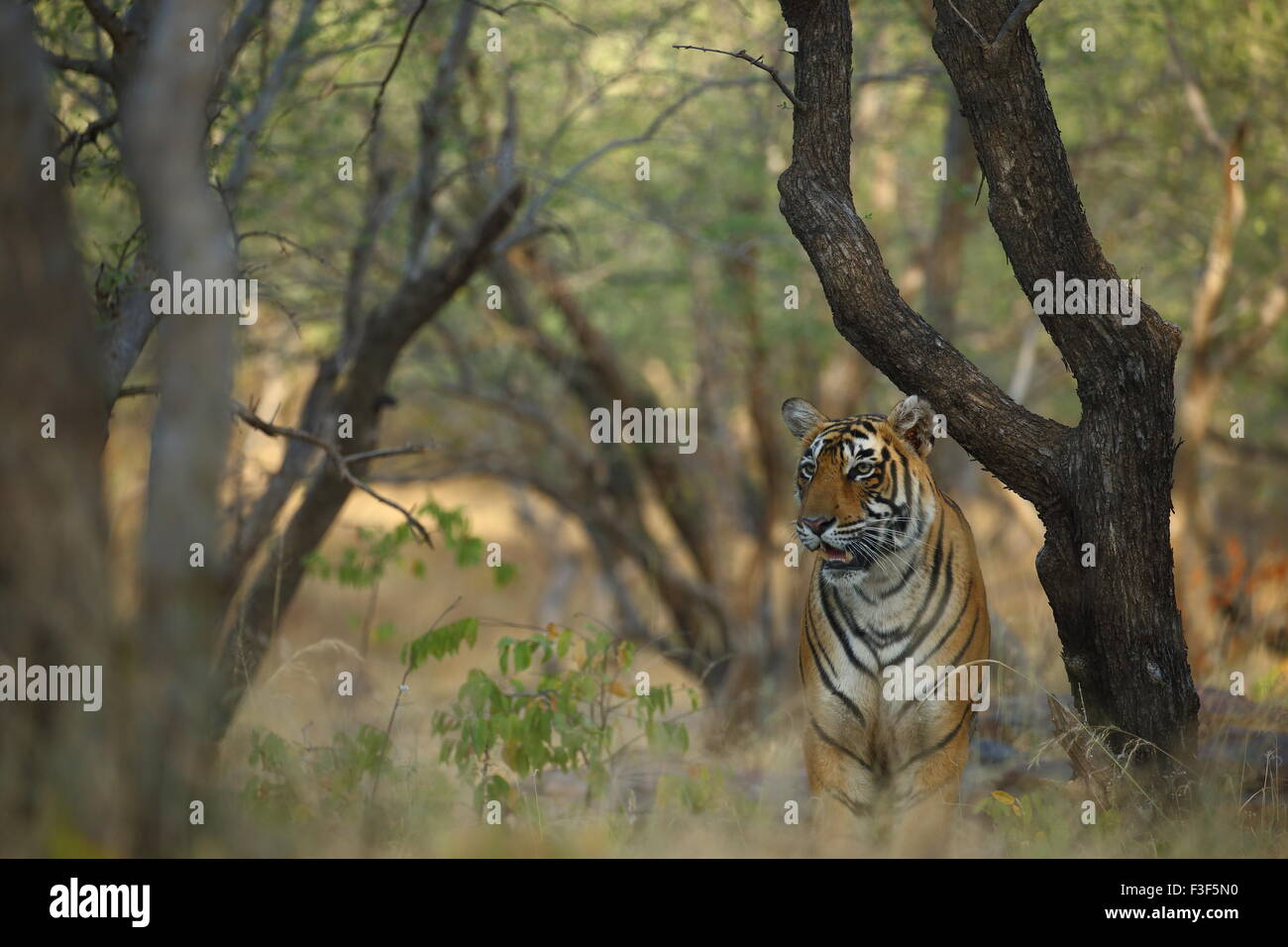 A royal bengal tiger peeps from the forest foliage in Ranthambhore ...