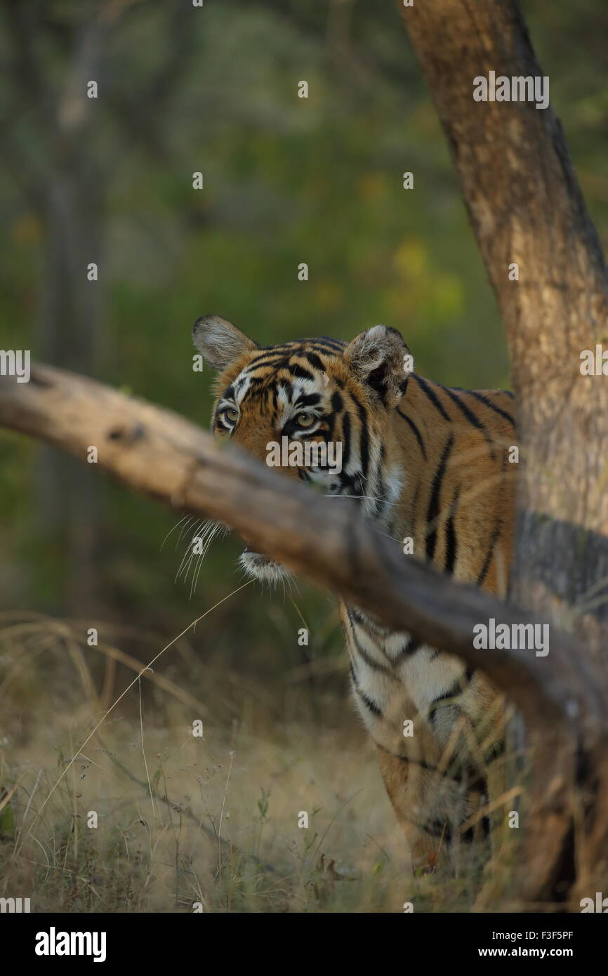 A royal bengal tiger peeps from the forest foliage in Ranthambhore ...