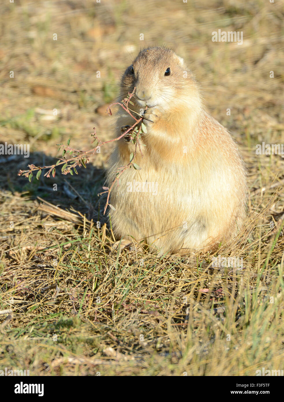 Prairie dogs are burrowing rodents native to several Rocky Mountain and ...