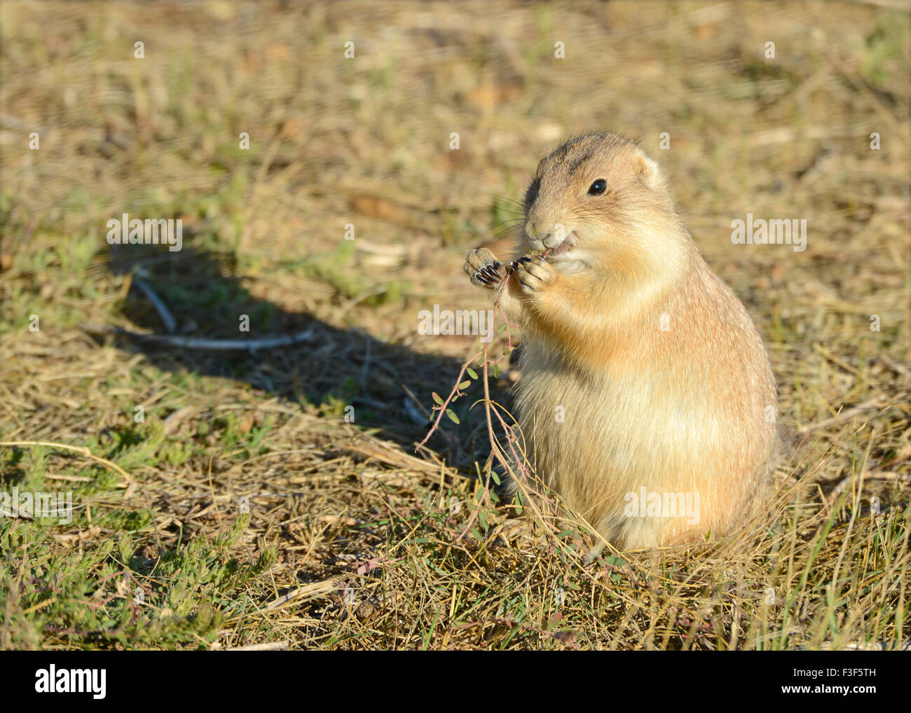 Prairie dogs are burrowing rodents native to several Rocky Mountain and ...