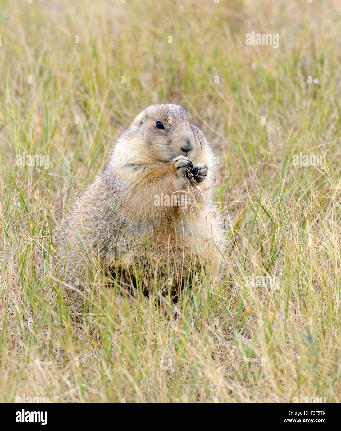 Prairie dogs are burrowing rodents native to several Rocky Mountain and ...