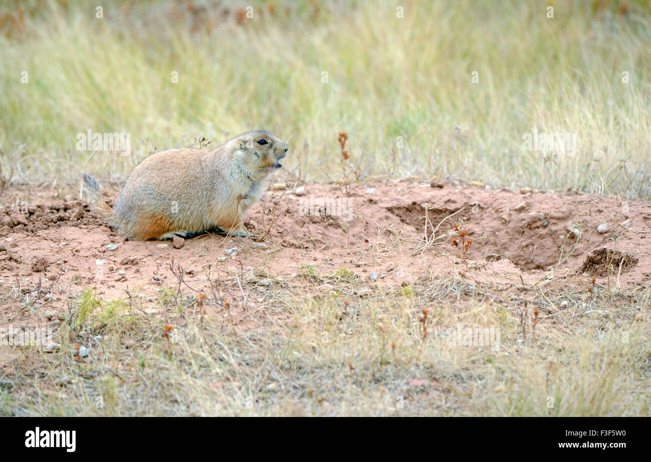Prairie dogs are burrowing rodents native to several Rocky Mountain and ...