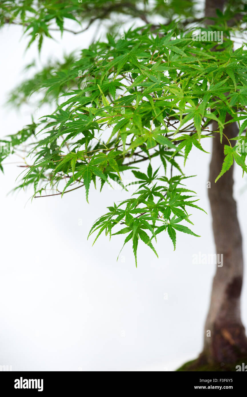 Acer Palmatum Mountain Maple . Bonsai Japanese Mountain maple tree ... Acer Palmatum Mountain Maple . Bonsai Japanese Mountain maple tree ...