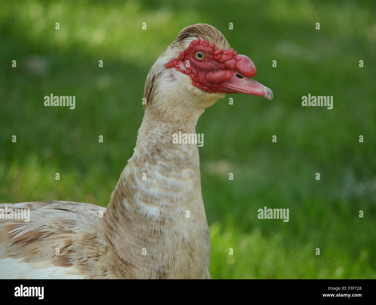 Foul hen hi-res stock photography and images - Alamy