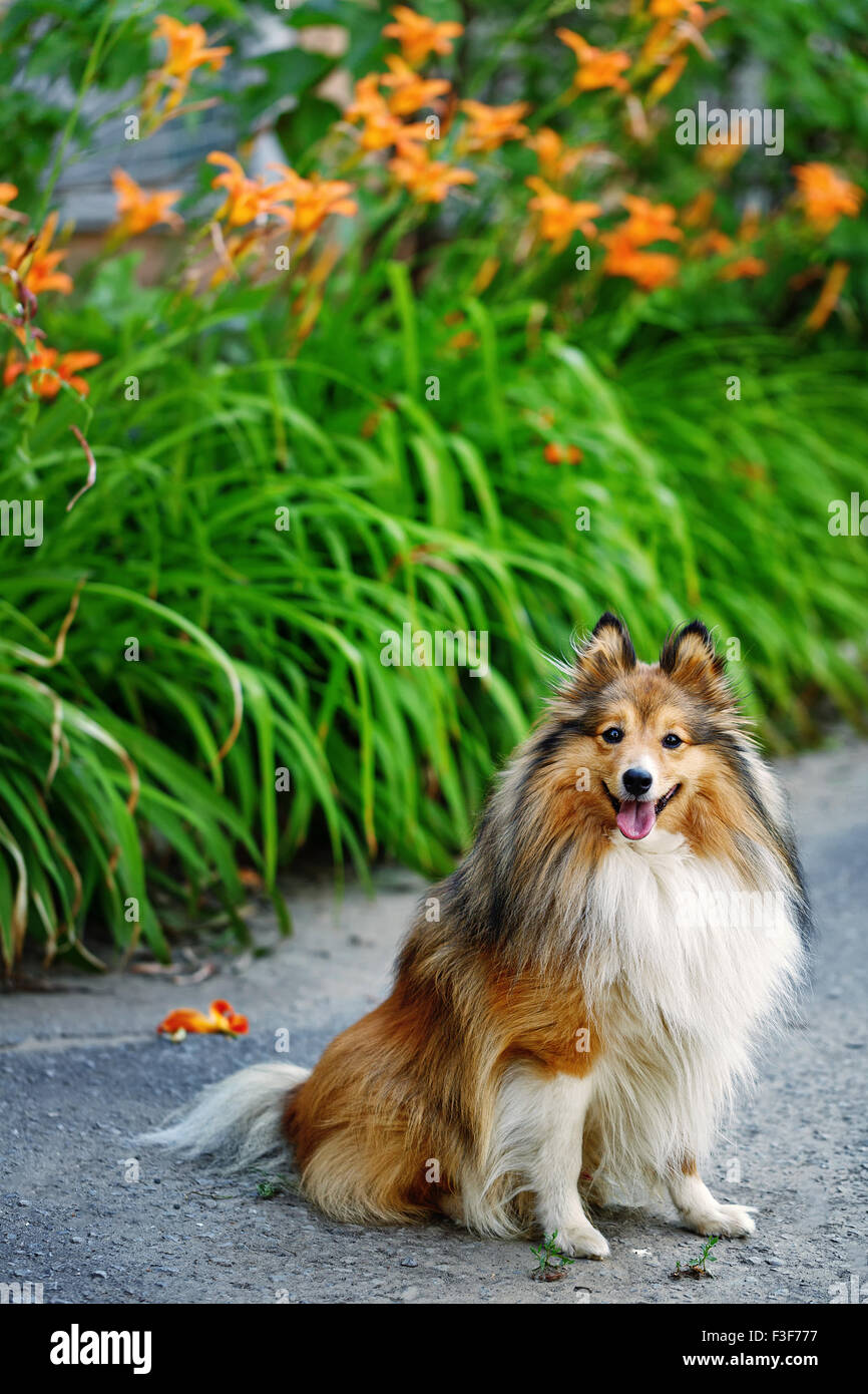 Shetland Sheepdog dog breed for a walk in the park. Cute pet. Sheltie ...