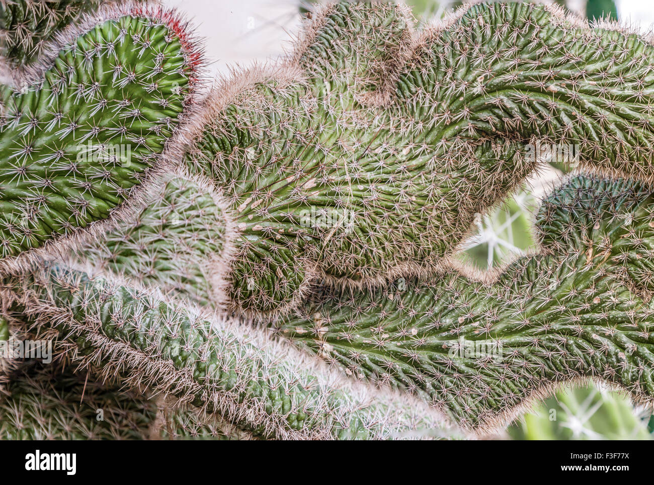 Creepy Cactus High Resolution Stock Photography and Images - Alamy