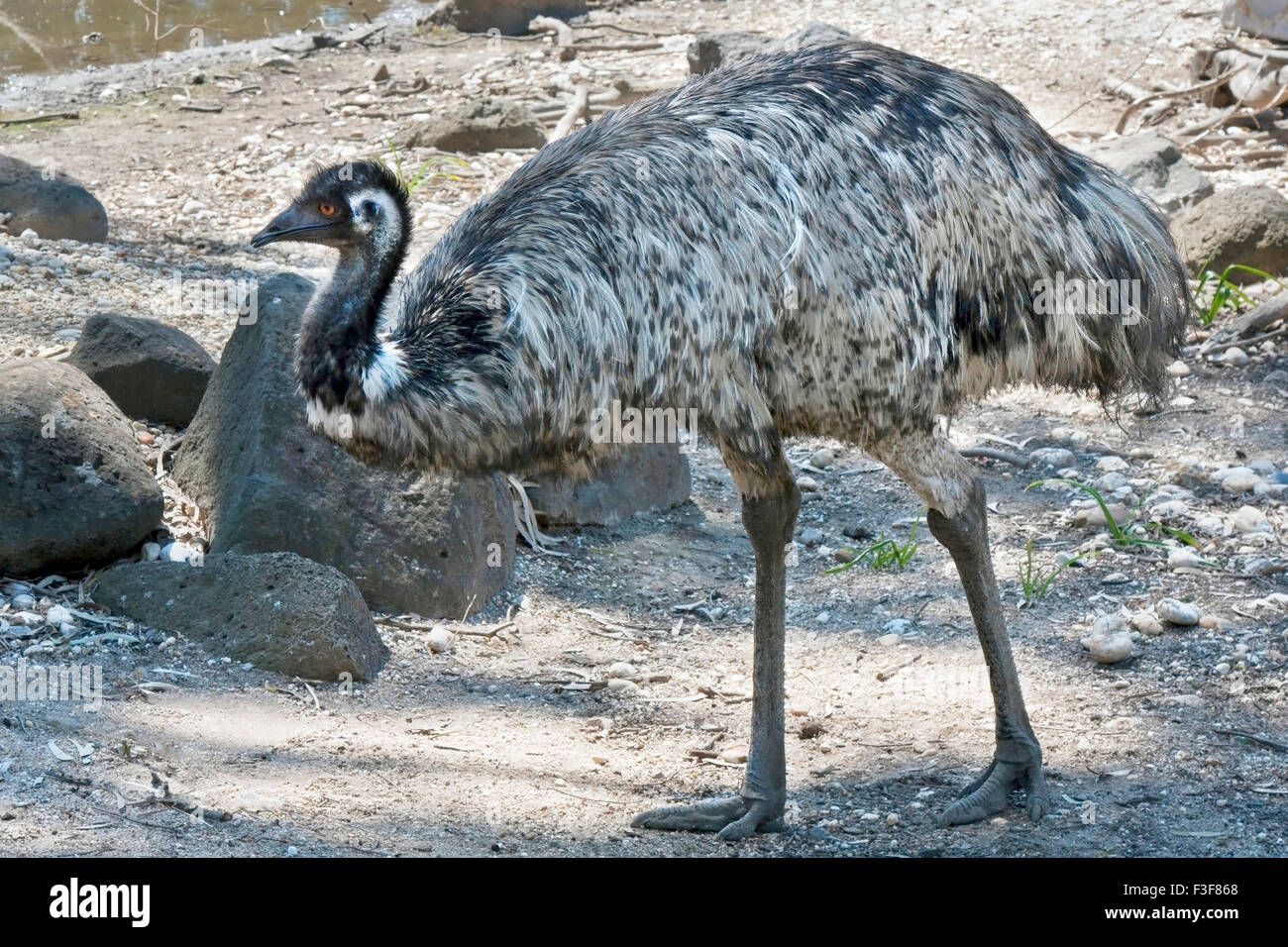 Australian Bird With Long Legs High Resolution Stock Photography and ...
