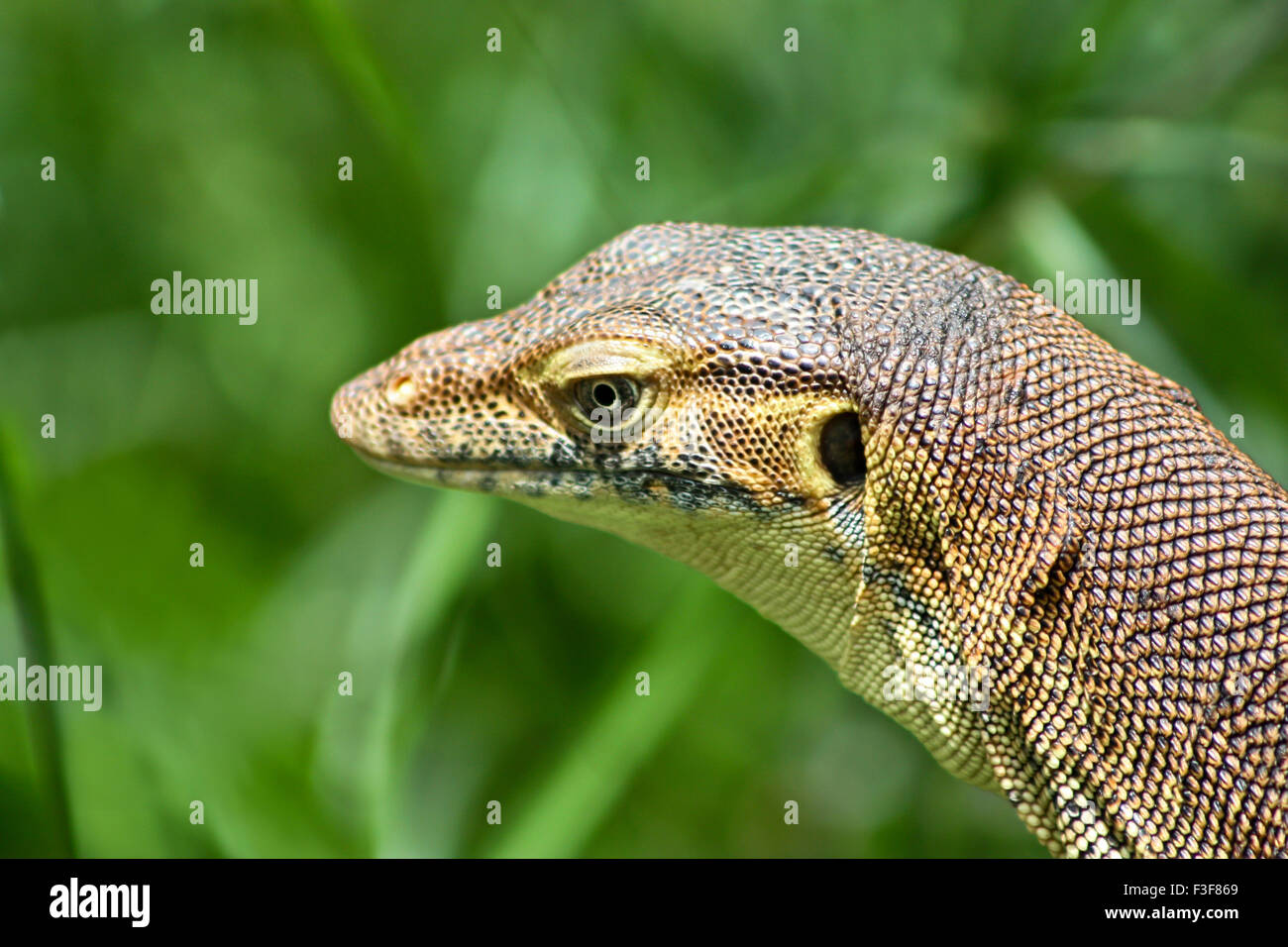 Monitor lizard view hi-res stock photography and images - Alamy