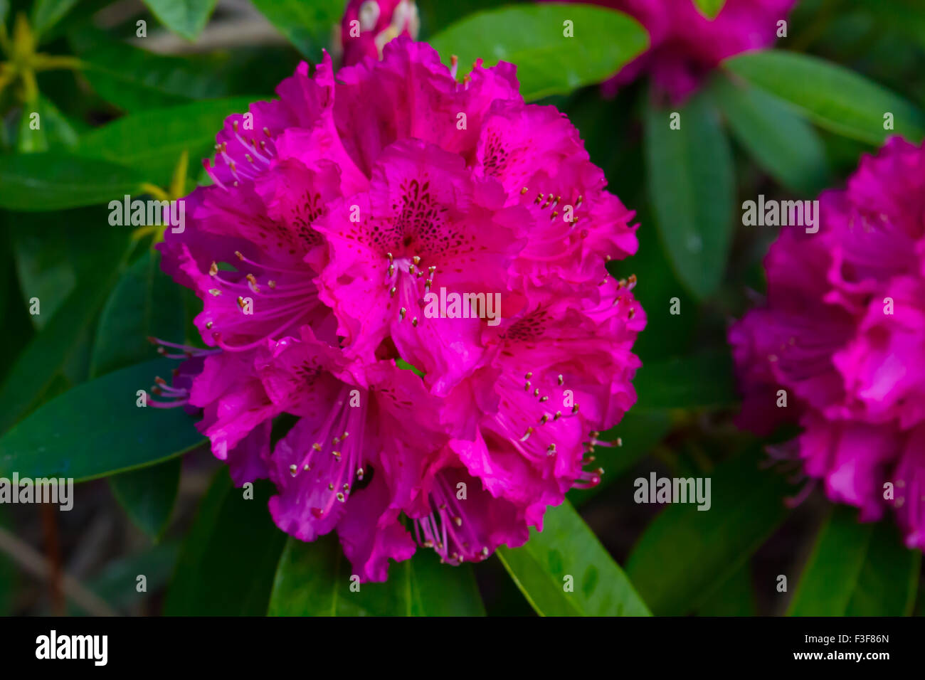 Pink exotic flower central, background of leaves, New Zealand Stock ...