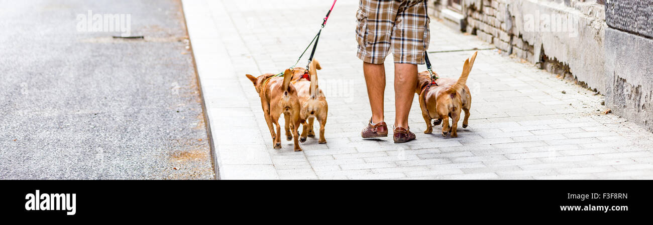 Dog sitter man walking with four dogs Stock Photo - Alamy