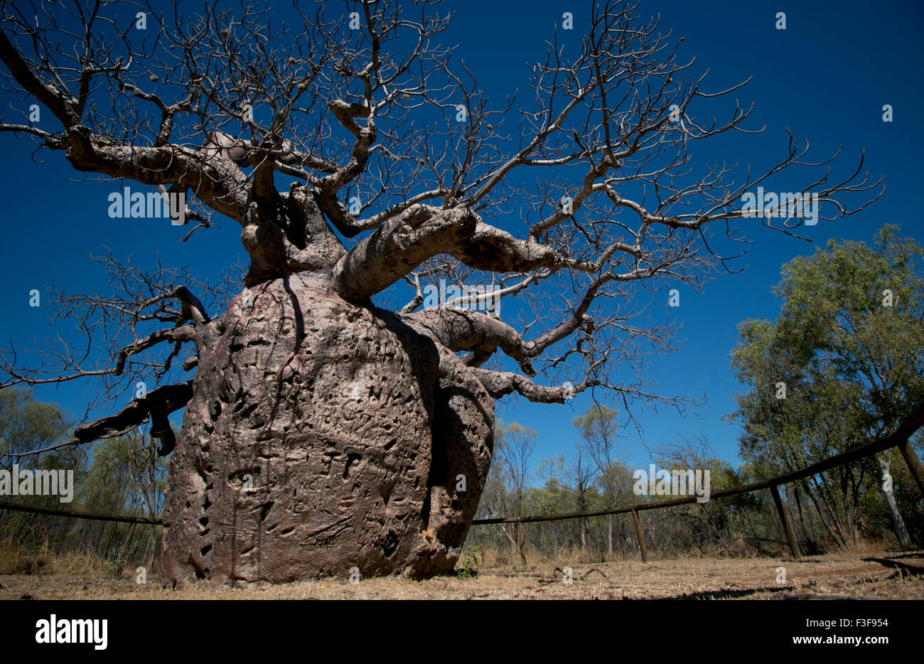 The boab prison tree hi-res stock photography and images - Alamy
