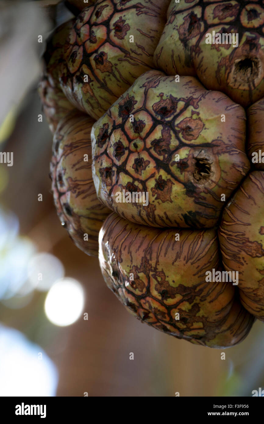 Pandanus fruit tree hi-res stock photography and images - Alamy