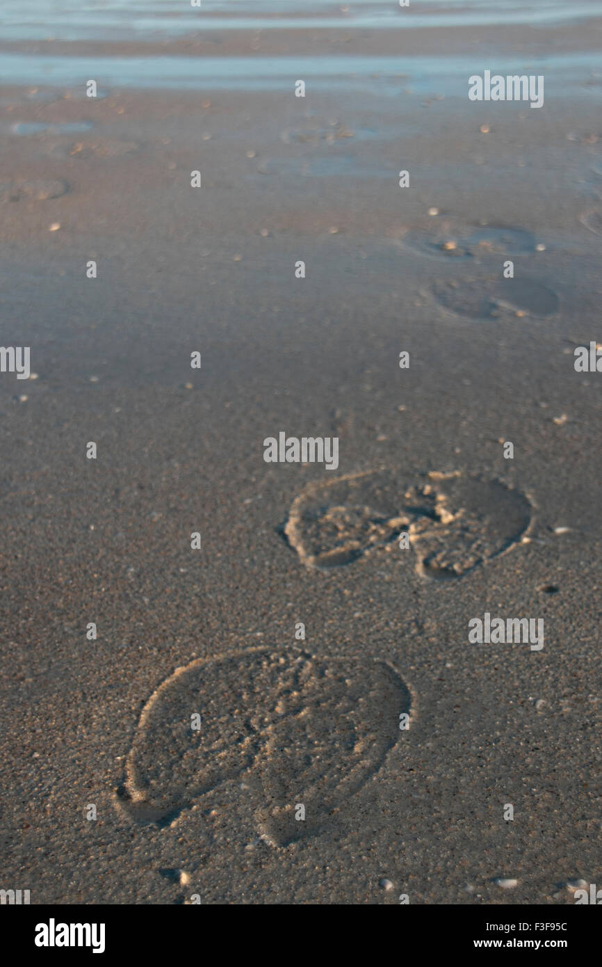 Camel foot hi-res stock photography and images - Alamy