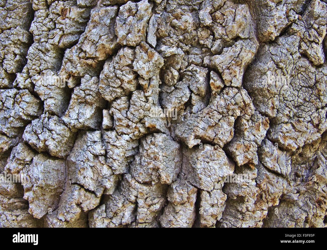 Tree bark texture Stock Photo - Alamy