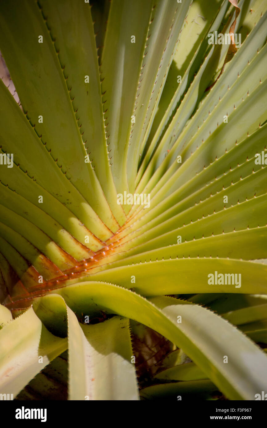 Pandanus palm leaves hi-res stock photography and images - Alamy