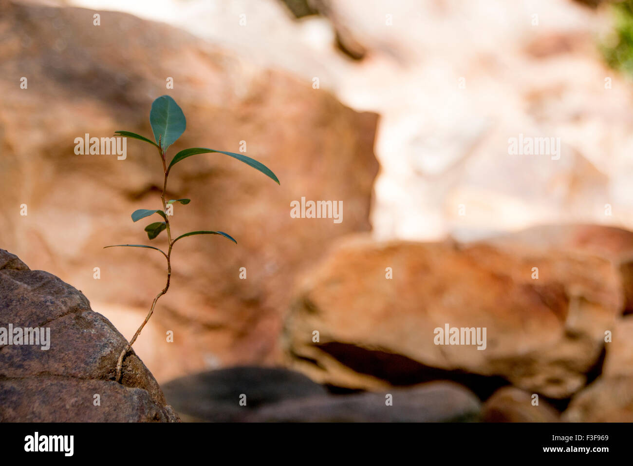 Temerity hi-res stock photography and images - Alamy