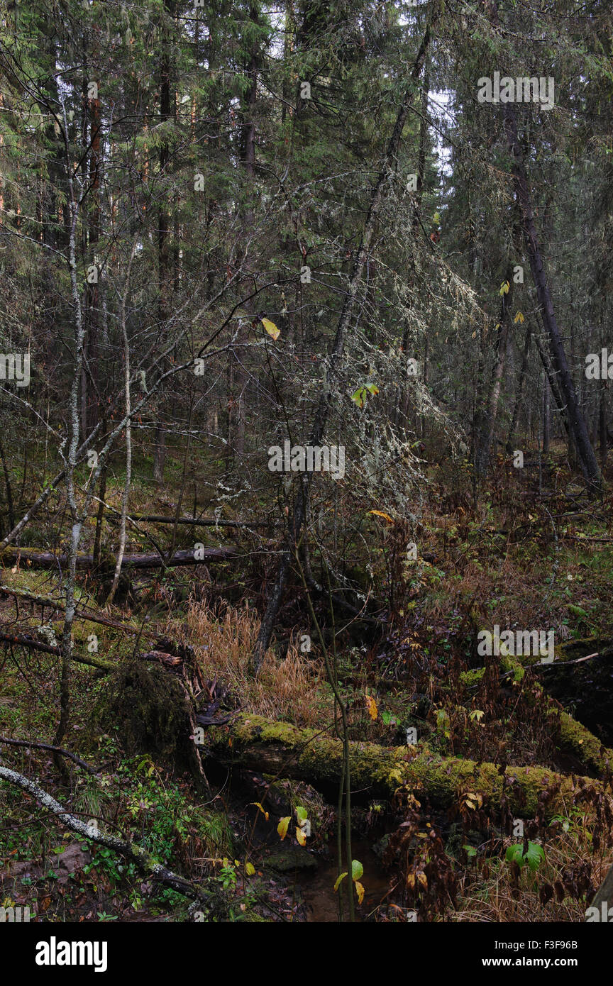 Windfall tree hi-res stock photography and images - Alamy