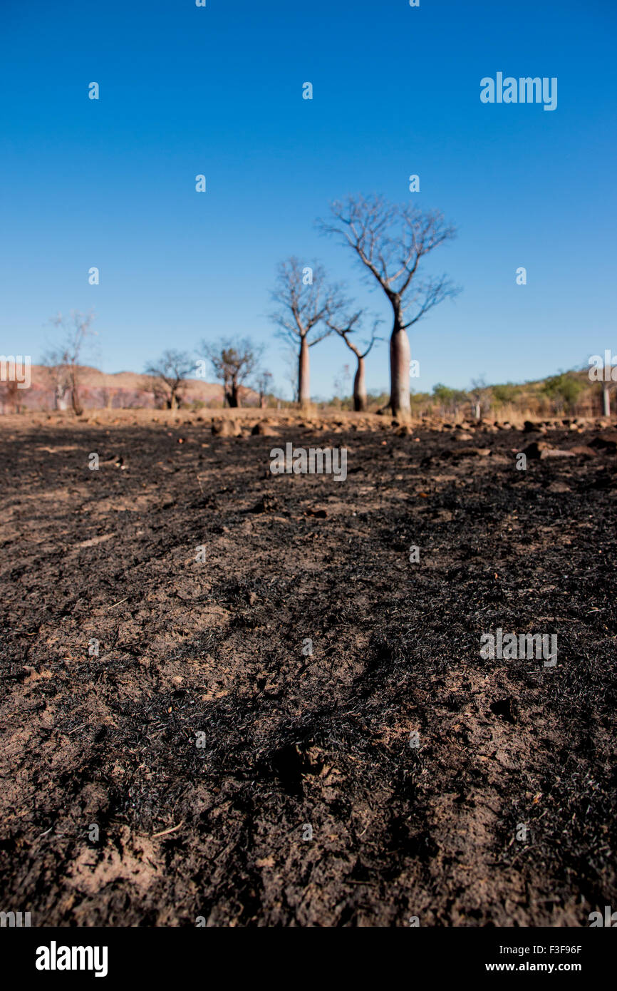 Burned Ground and Boabs Stock Photo - Alamy