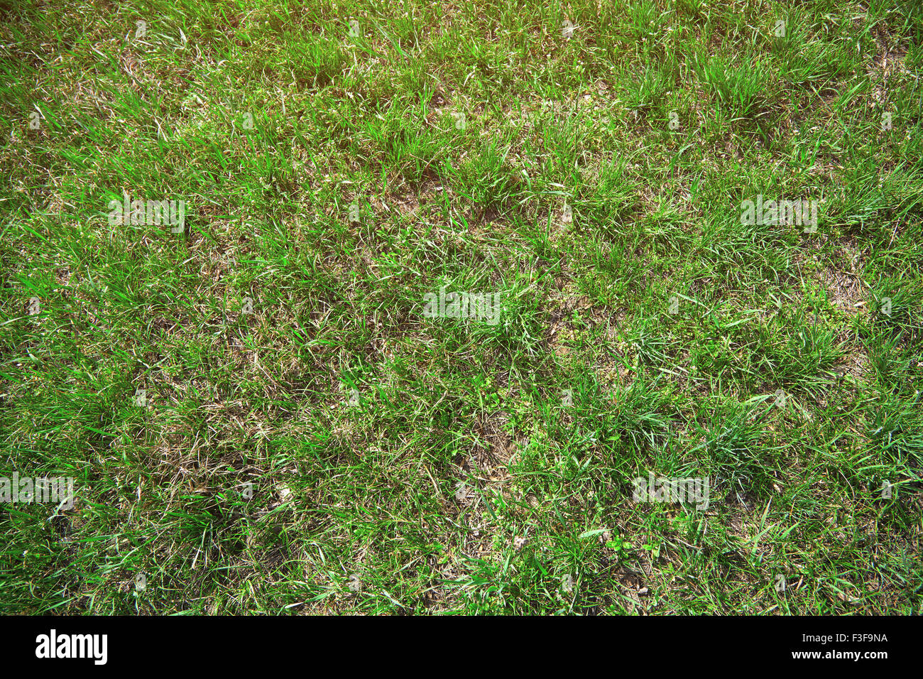 Nature background green luscious grass hi-res stock photography and ...