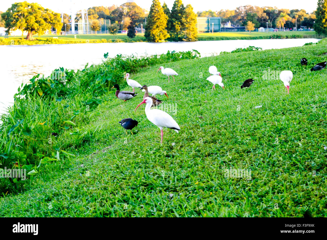 White ibis bird hi-res stock photography and images - Alamy