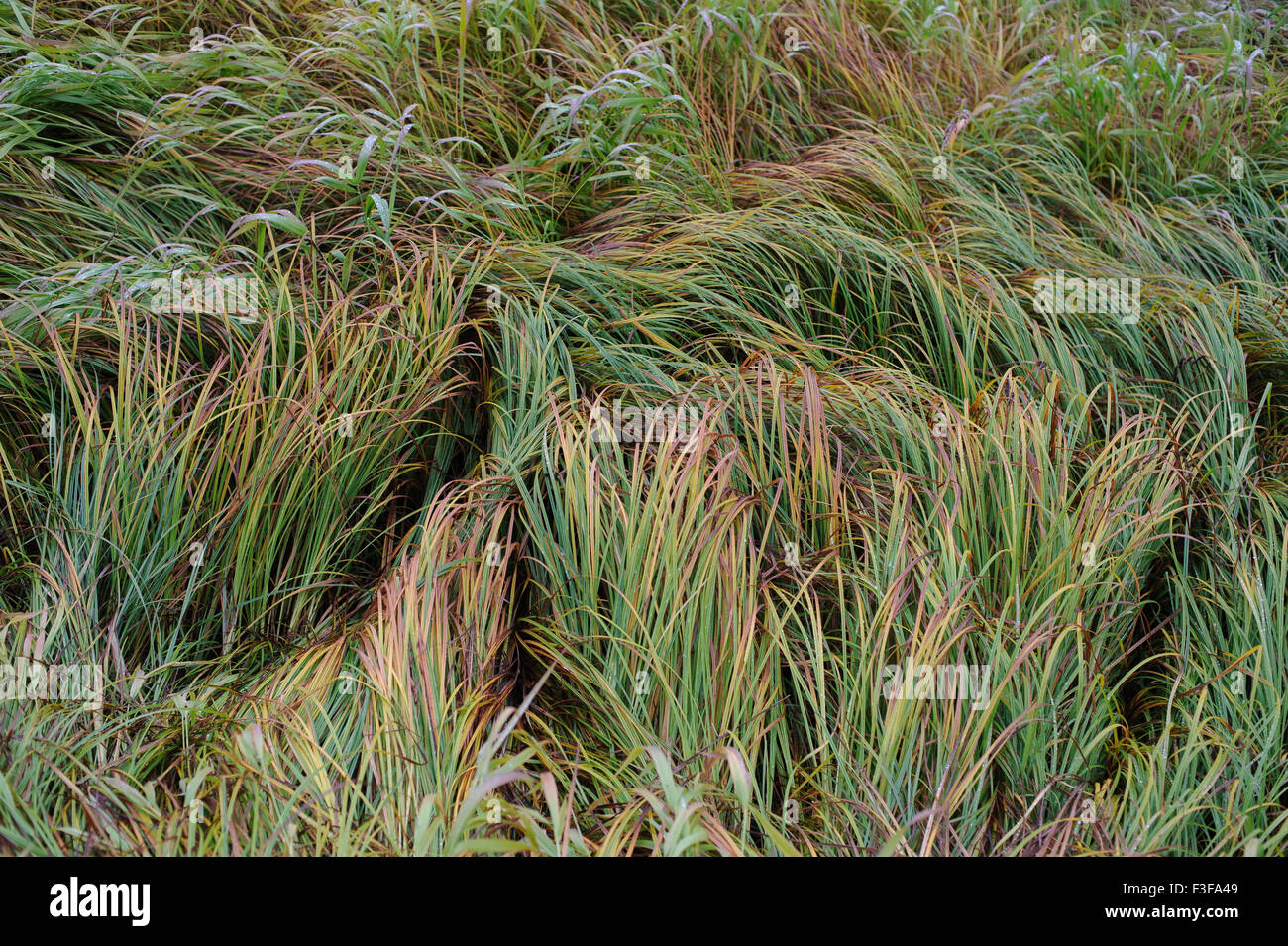 Close up of autumn fields grass Stock Photo - Alamy