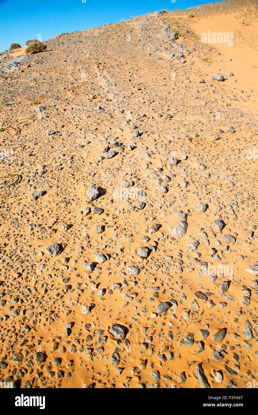 old fossil in the desert of morocco sahara and rock stone sky Stock ...