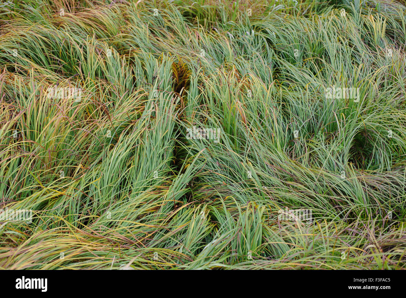 Tall dried grass hi-res stock photography and images - Alamy