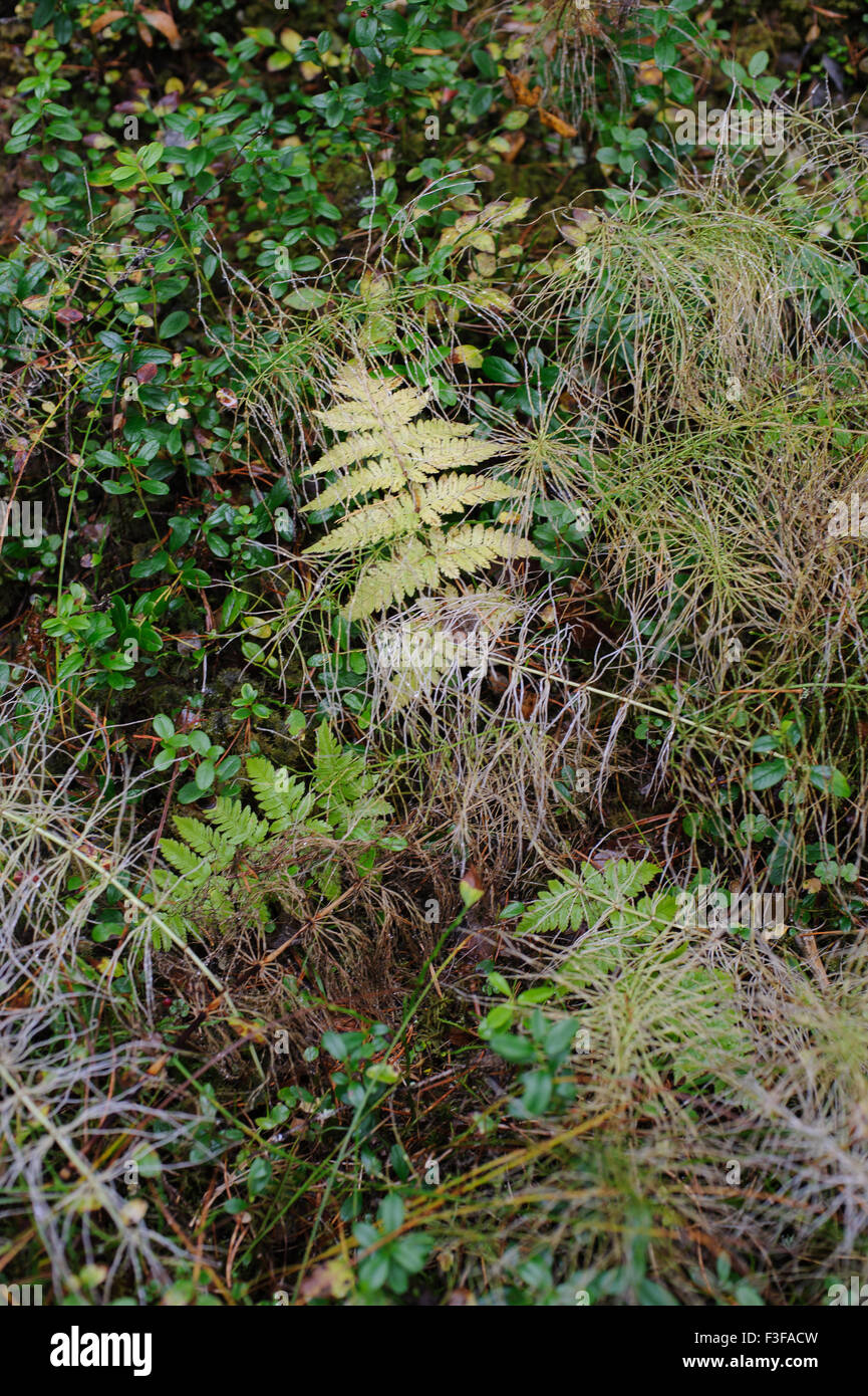 Ground fern plant hi-res stock photography and images - Alamy