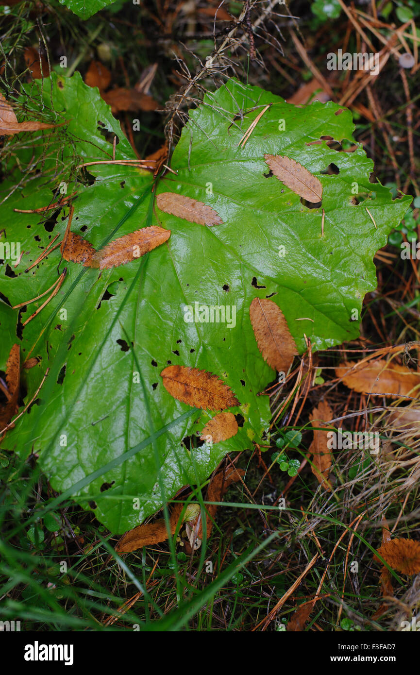 Plants in autumn forest. Close up Stock Photo - Alamy