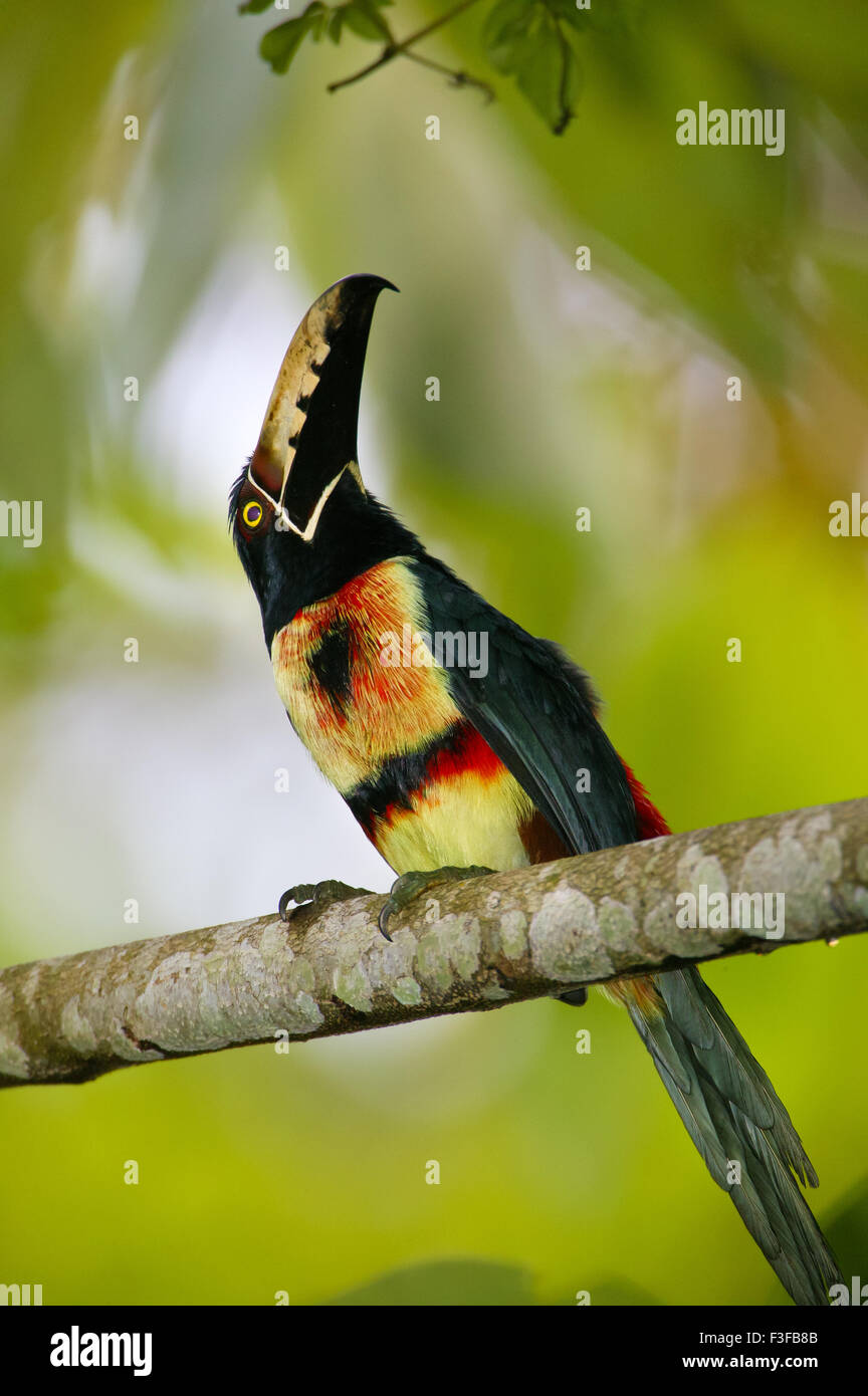 Collared Aracari, Pteroglossus torquatus, in Soberania national park ...
