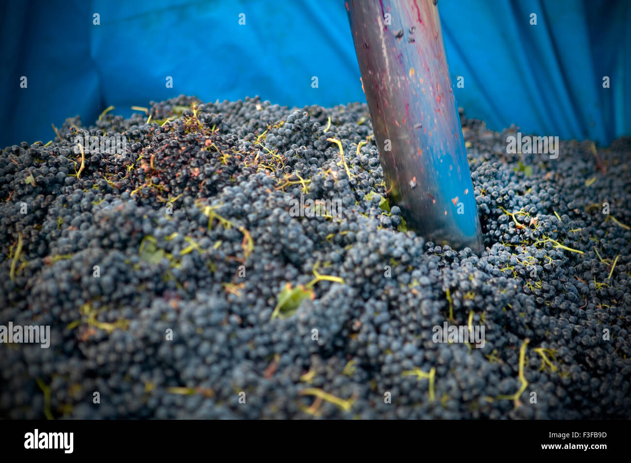 Quality control of grapes before de-stemmer vertical Stock Photo - Alamy