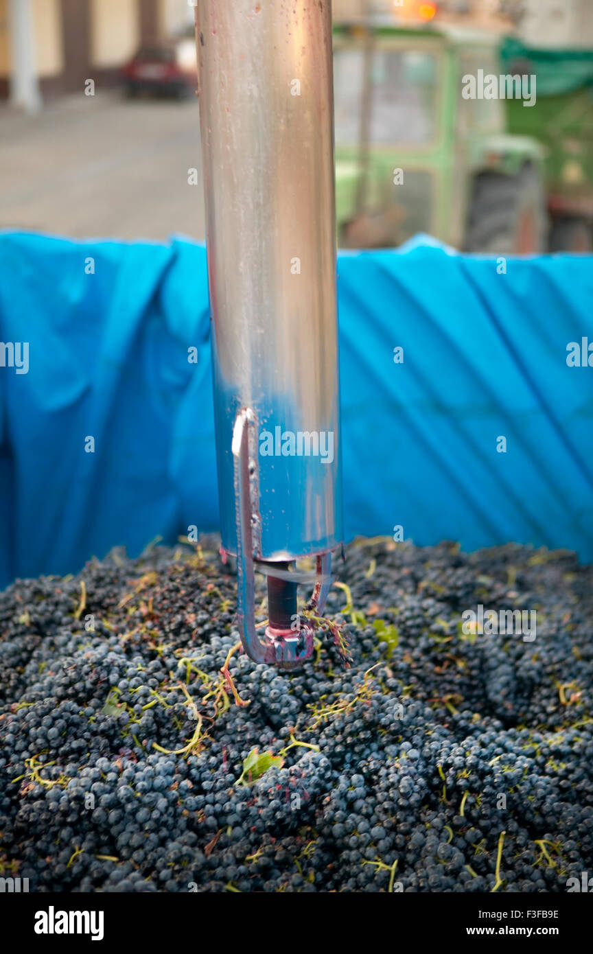 Quality control of grapes before de-stemmer vertical Stock Photo - Alamy
