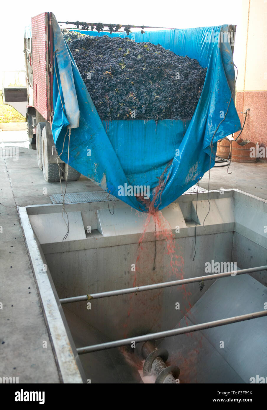 Grape harvester truck rakes newly picked grapes to a hopper Stock Photo ...