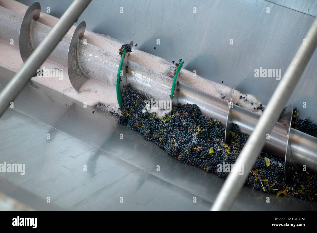Harvesting grapes into the hopper for de-stemmer Stock Photo - Alamy